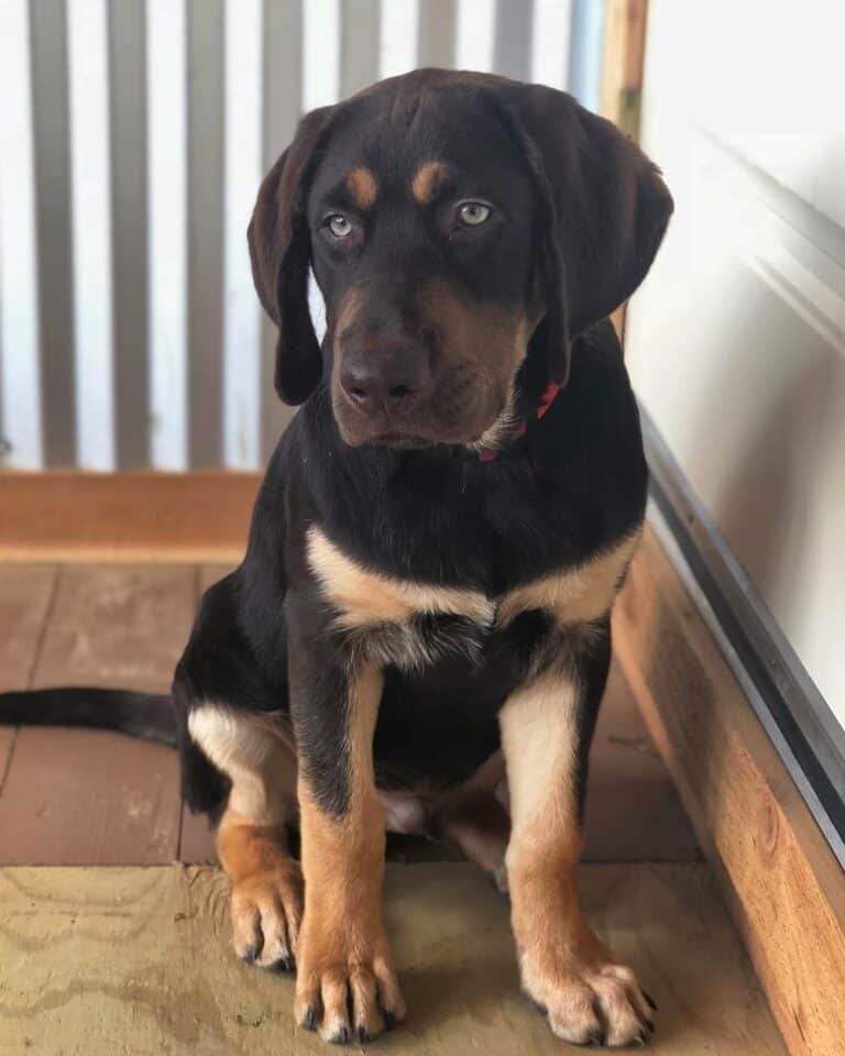 13 Labrador Retriever Colors & Patterns (With Pictures!)