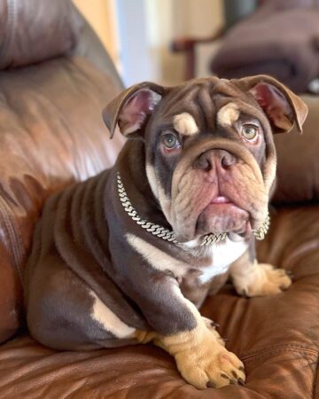 Tri-Color English Bulldog: Breed Info, Pictures, Traits & Facts