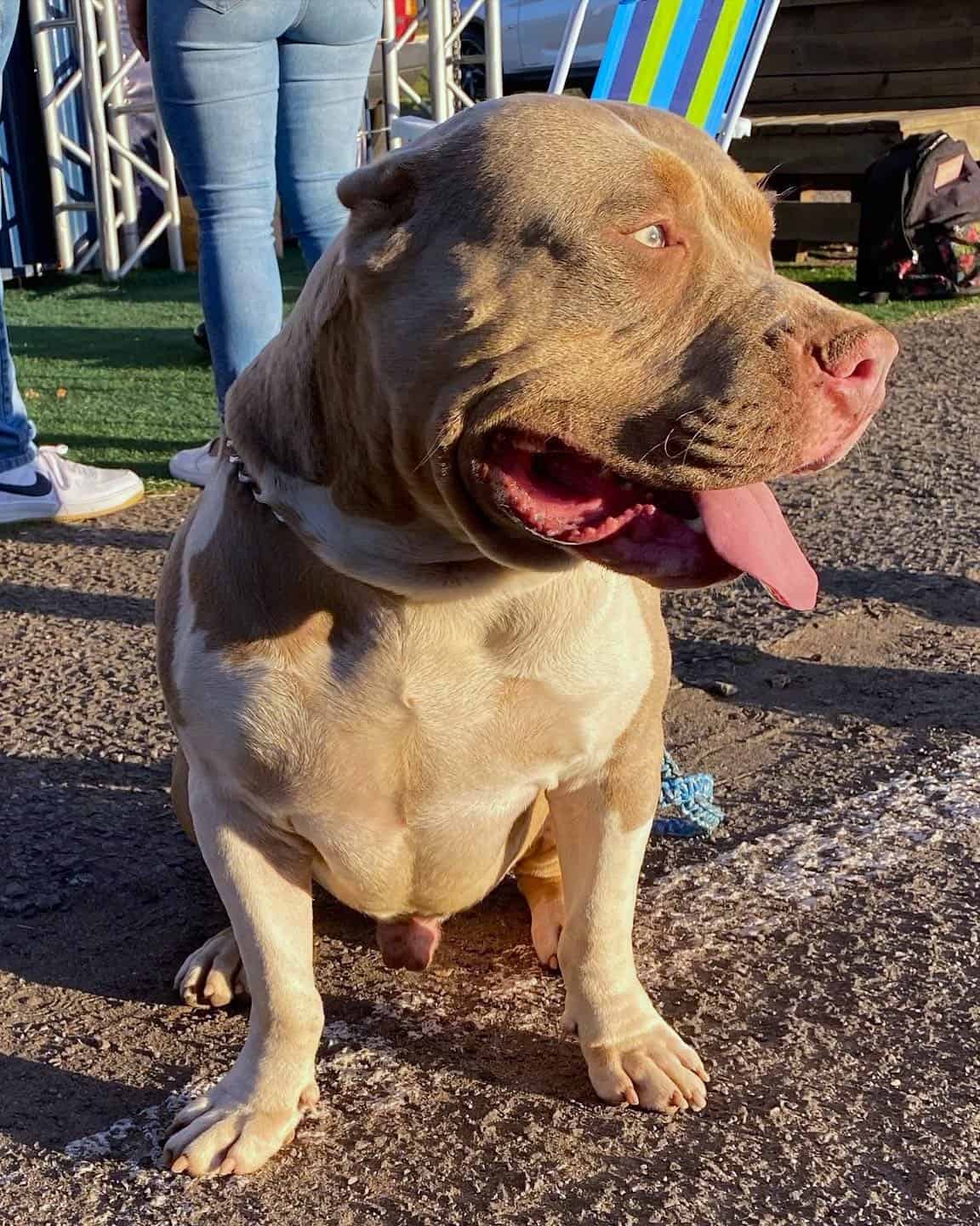 Tri-Color Pitbull – Breed Info, Pictures, Genetics & Facts