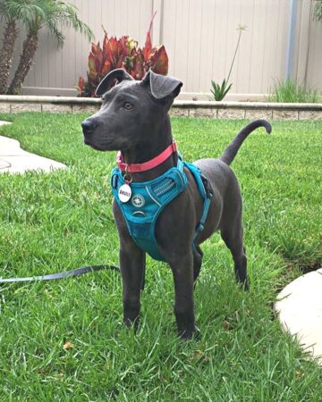 Pitbull Chow Mix (Pitchow): Info, Pictures, Traits & Facts