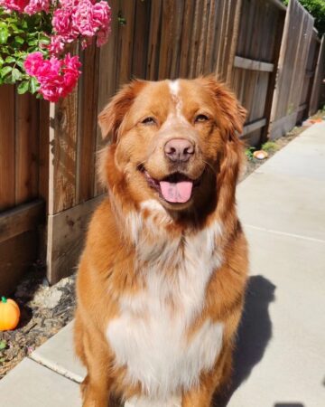 Pitbull Chow Mix (Pitchow): Info, Pictures, Traits & Facts