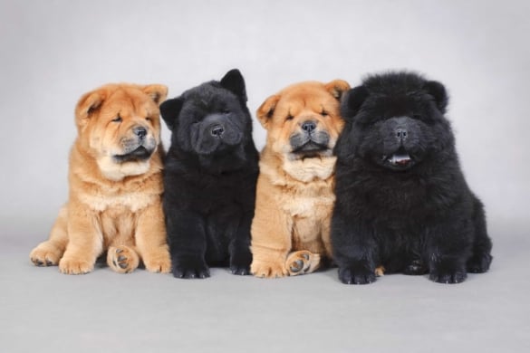 13 Chow Chow Colors, Markings & Patterns (With Pictures)