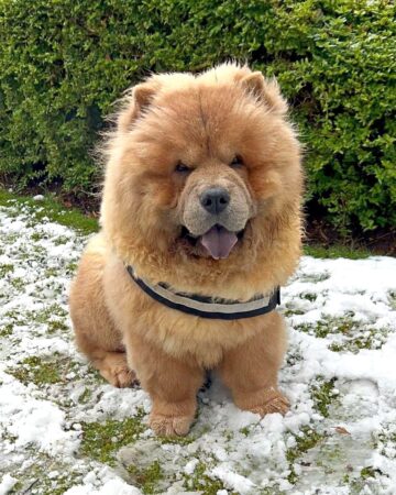 13 Chow Chow Colors, Markings & Patterns (With Pictures)