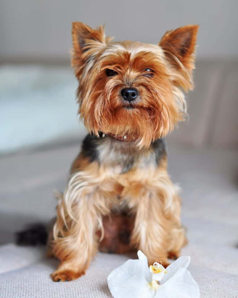 88 Best Yorkie Haircuts With Pictures! (2025 Updated)