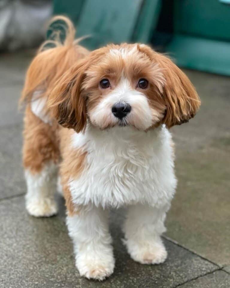 31 Best Havanese Haircuts With Pictures! (2025 Updated)