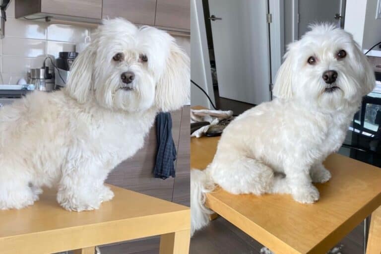 31 Best Havanese Haircuts With Pictures! (2026 Updated)