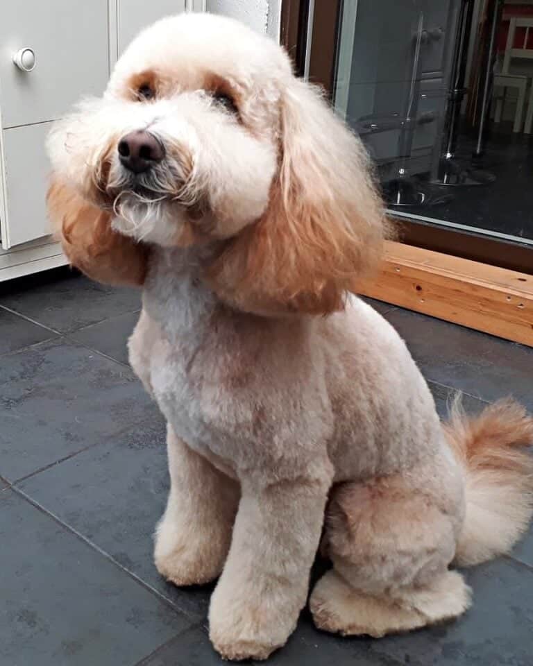 14 Best Cockapoo Haircuts With Pictures! (2025 Updated)