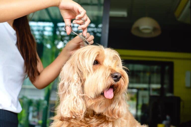 14 Best Cockapoo Haircuts With Pictures! (2026 Updated)