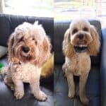14 Best Cockapoo Haircuts With Pictures! (2025 Updated)