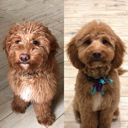 14 Best Cockapoo Haircuts With Pictures! (2025 Updated)