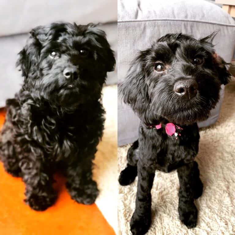 14 Best Cockapoo Haircuts With Pictures! (2025 Updated)
