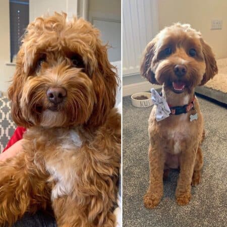 14 Best Cockapoo Haircuts With Pictures! (2025 Updated)
