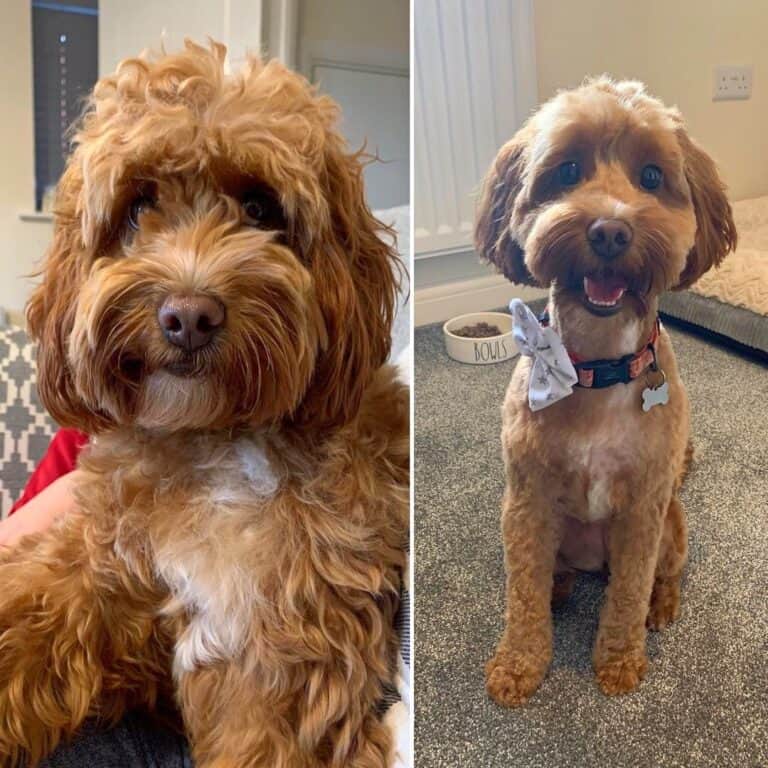 14 Best Cockapoo Haircuts With Pictures! (2025 Updated)