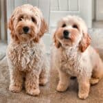 14 Best Cockapoo Haircuts With Pictures! (2025 Updated)