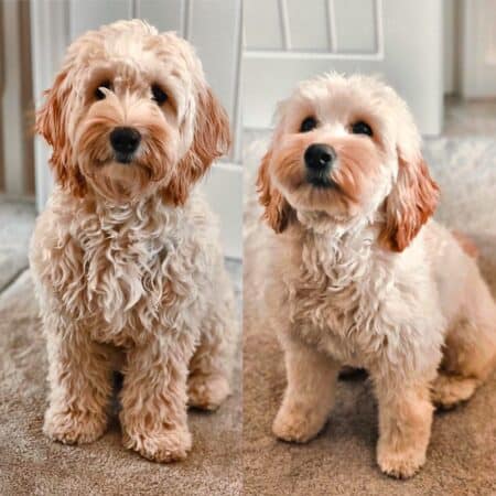 14 Best Cockapoo Haircuts With Pictures! (2025 Updated)