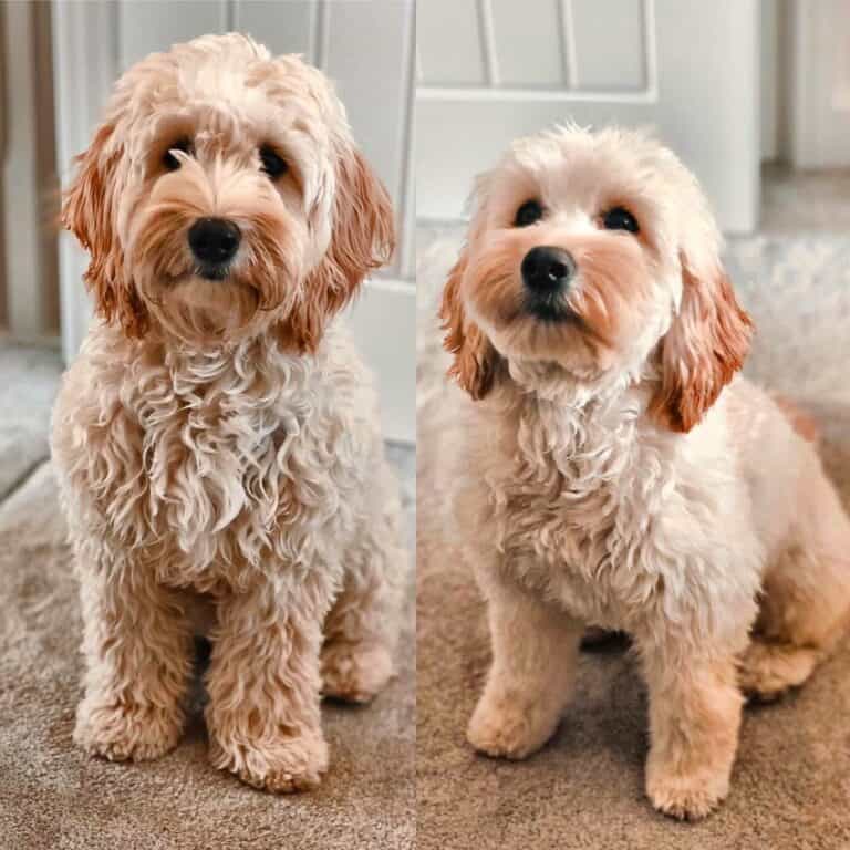14 Best Cockapoo Haircuts With Pictures! (2025 Updated)