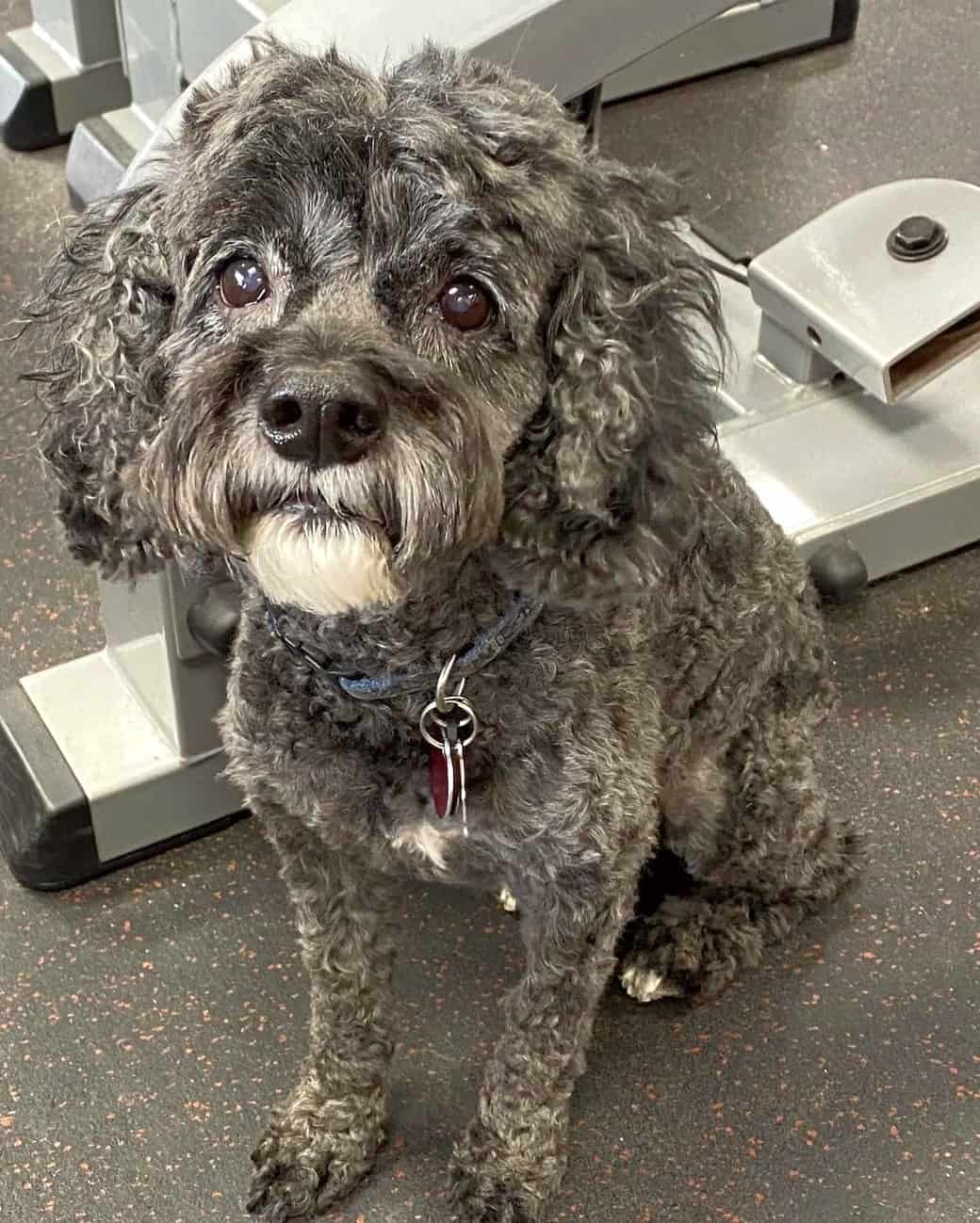 14 Best Cockapoo Haircuts With Pictures! (2025 Updated)