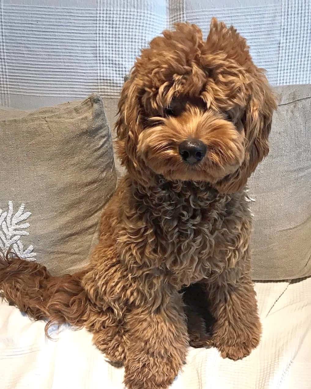 14 Best Cockapoo Haircuts With Pictures! (2025 Updated)