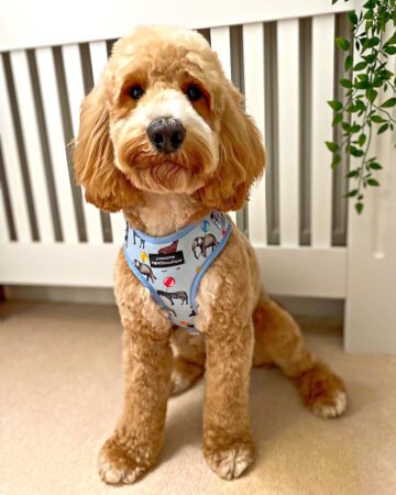 14 Best Cockapoo Haircuts With Pictures! (2026 Updated)