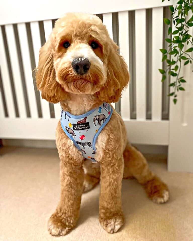 14 Best Cockapoo Haircuts With Pictures! (2025 Updated)