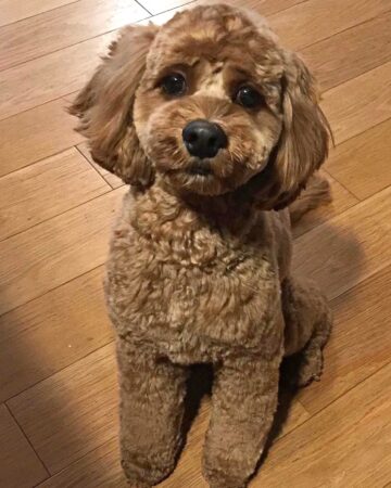 14 Best Cockapoo Haircuts With Pictures! (2025 Updated)