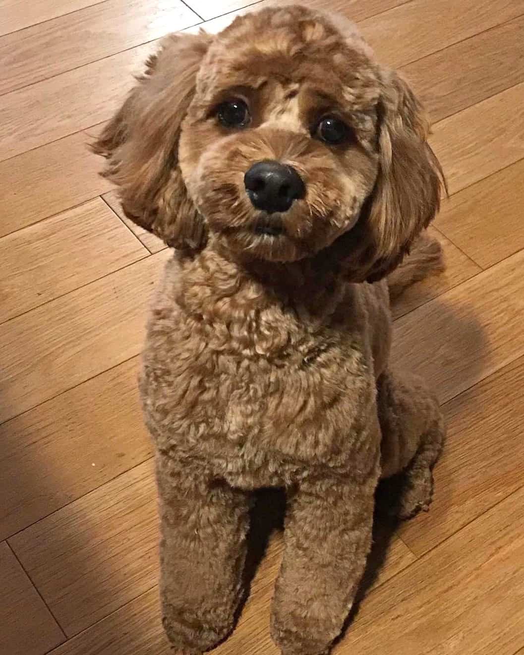 14 Best Cockapoo Haircuts With Pictures! (2025 Updated)