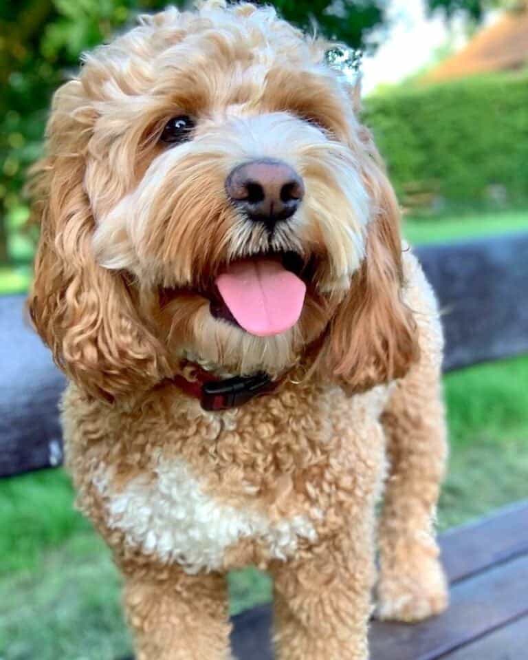 14 Best Cockapoo Haircuts With Pictures! (2025 Updated)