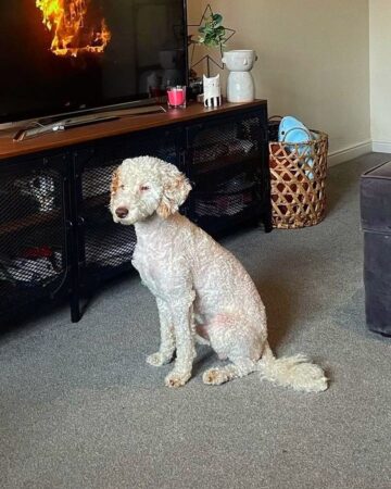 14 Best Cockapoo Haircuts With Pictures! (2025 Updated)