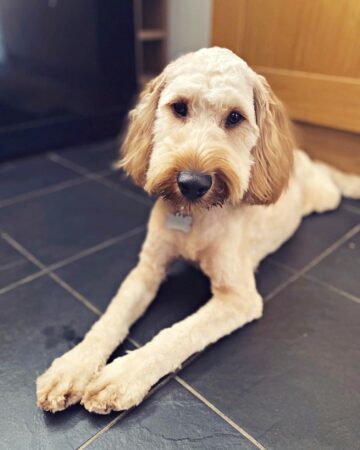 14 Best Cockapoo Haircuts With Pictures! (2025 Updated)