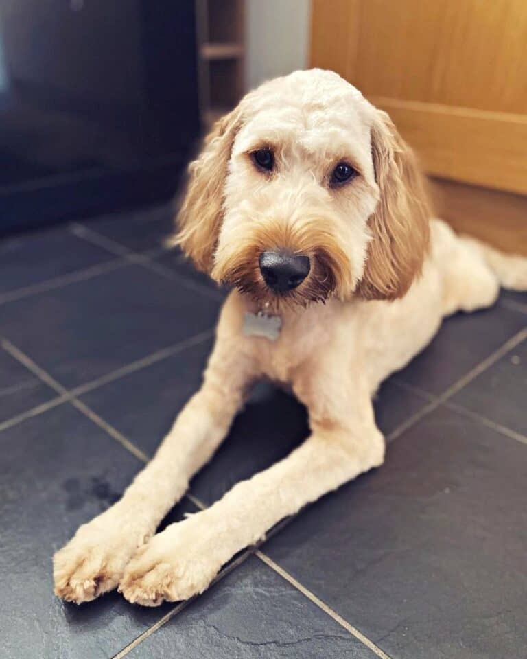 14 Best Cockapoo Haircuts With Pictures! (2025 Updated)