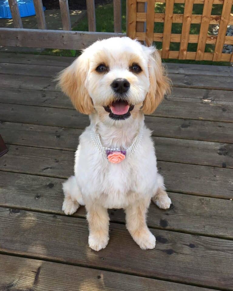14 Best Cockapoo Haircuts With Pictures! (2025 Updated)