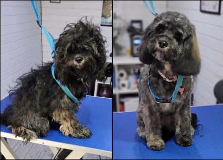 14 Best Cockapoo Haircuts With Pictures! (2025 Updated)