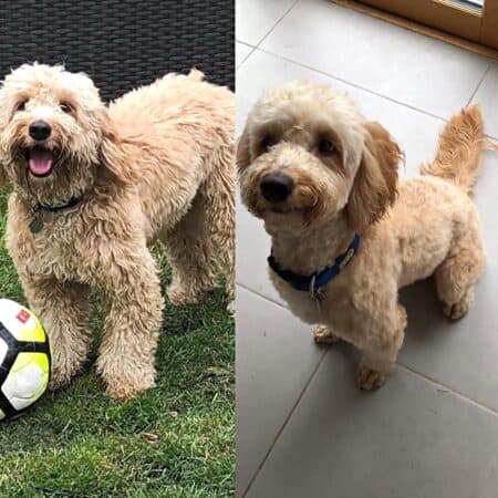 14 Best Cockapoo Haircuts With Pictures! (2025 Updated)