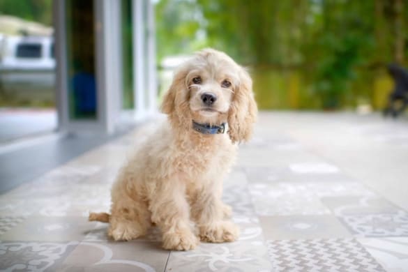 10 Best Shih Tzu Breeders (2025 Updated) - Happy Dog Breeds