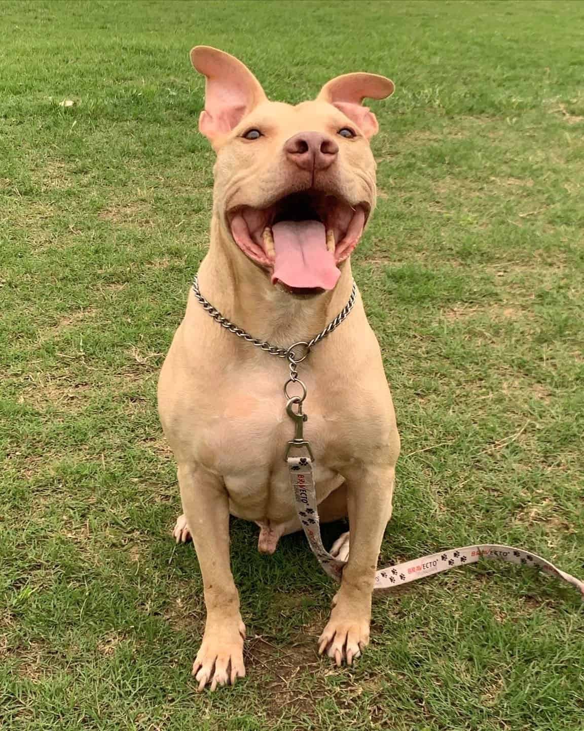 Colby Pitbull - Bloodline Info, History & Facts (With Pictures)