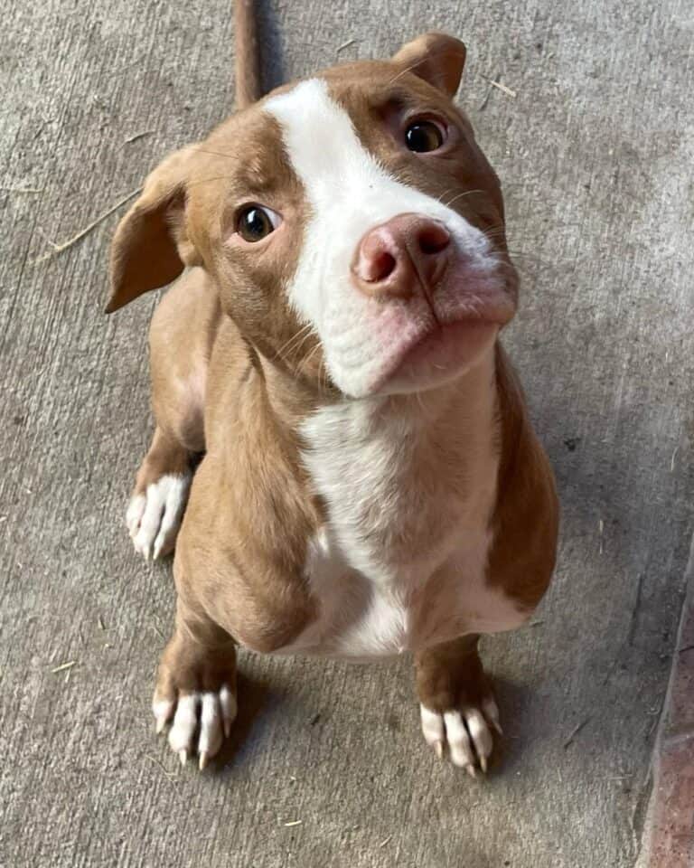 Colby Pitbull - Bloodline Info, History & Facts (With Pictures)