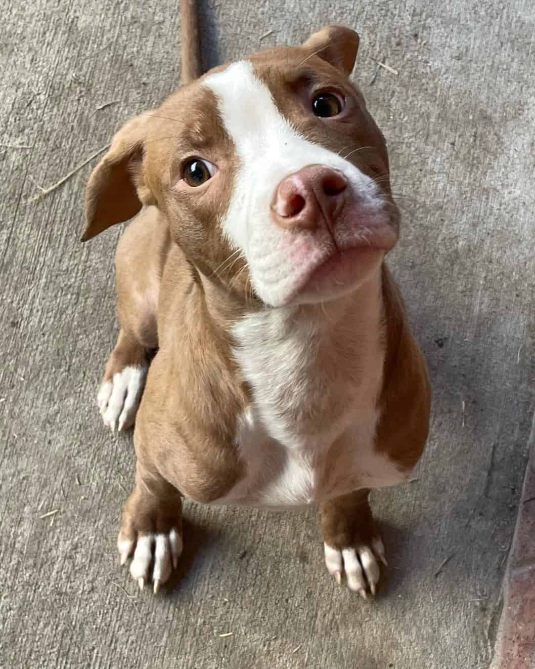 Colby Pitbull - Bloodline Info, History & Facts (With Pictures)