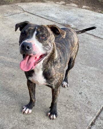 Colby Pitbull - Bloodline Info, History & Facts (With Pictures)