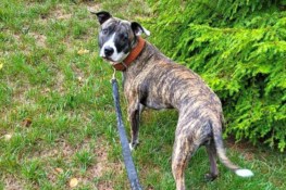 Colby Pitbull - Bloodline Info, History & Facts (With Pictures)