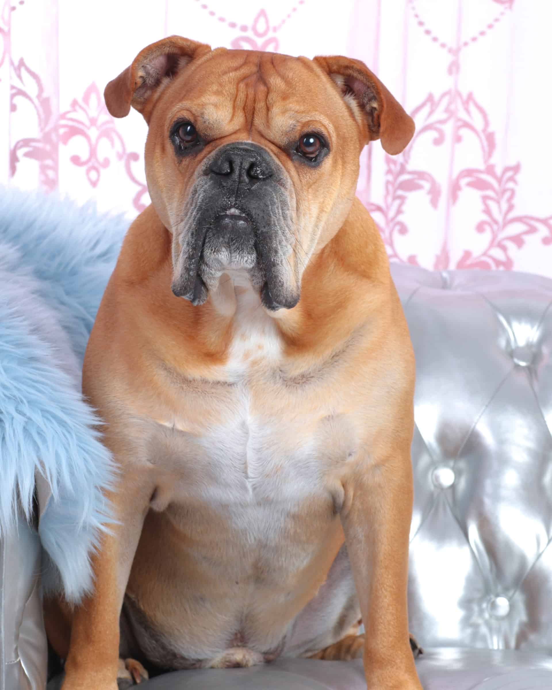 20 Types of Bulldog Breeds: American, English, French & More