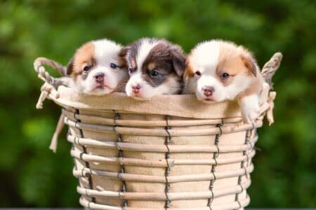 16 Corgi Colors and Markings (With Pictures)