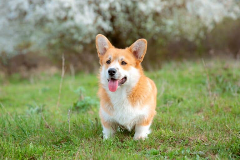 10 Best Corgi Breeders (2025 Updated) - Happy Dog Breeds