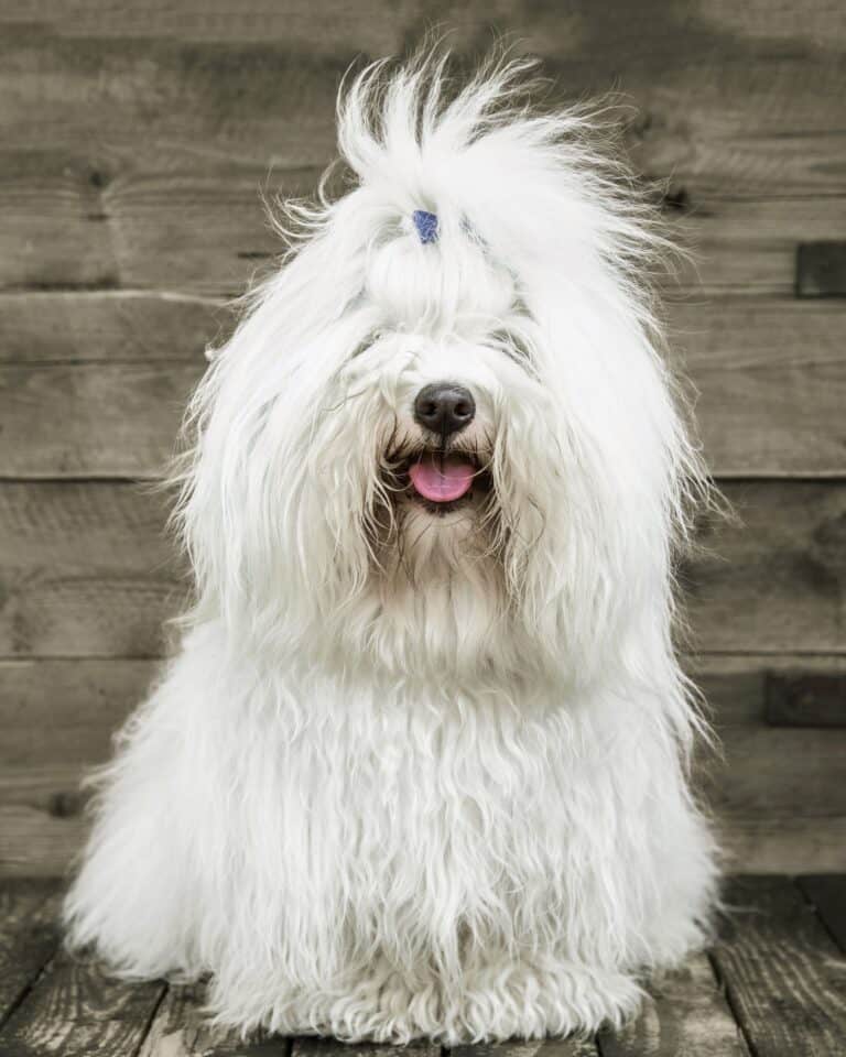 16 Small Dog Breeds With Long Hair (With Pictures)