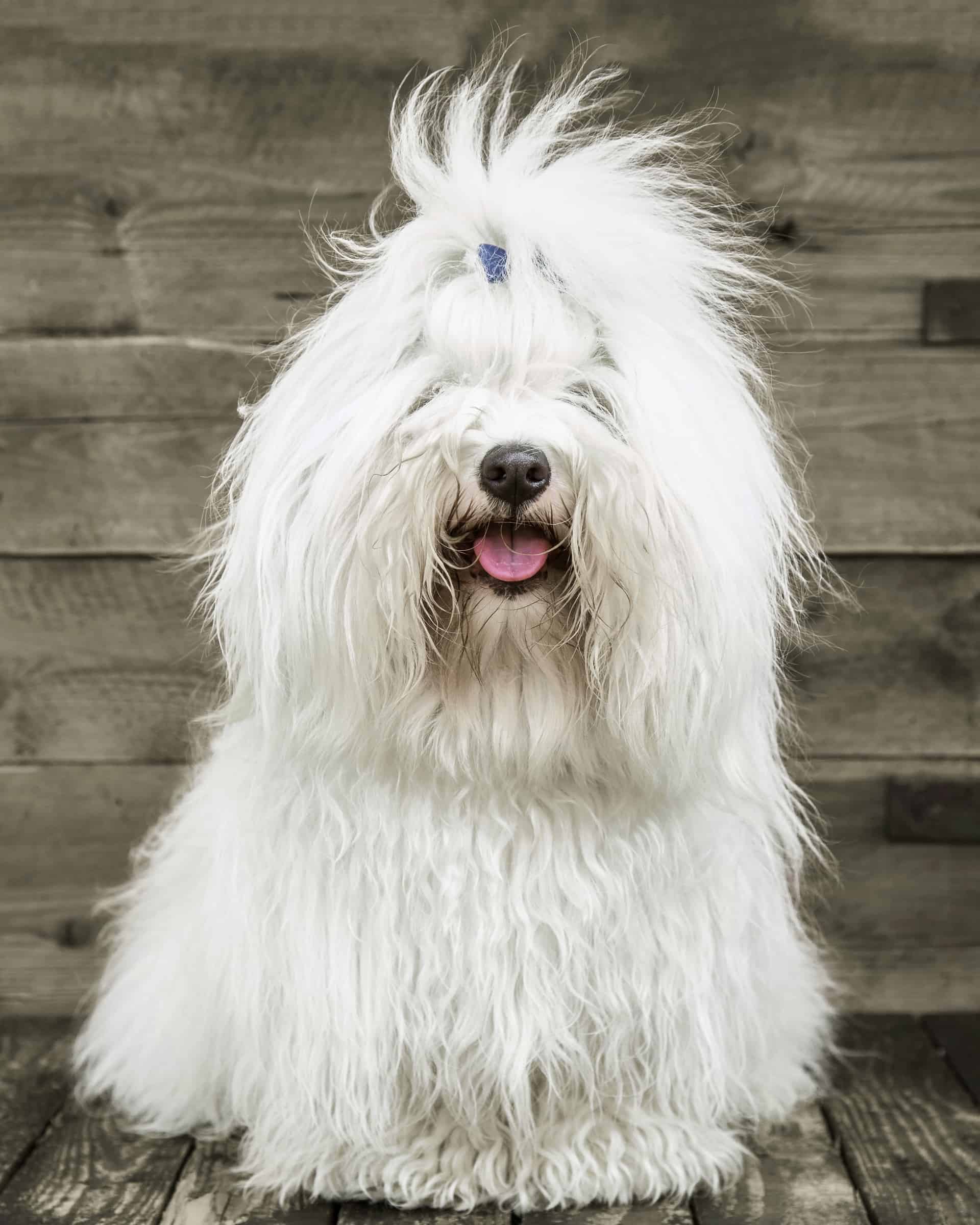 16 Small Dog Breeds With Long Hair (With Pictures)