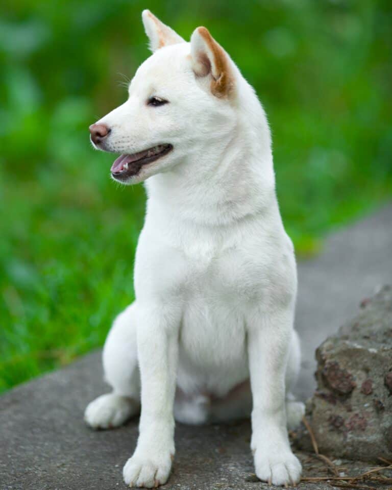 8 Shiba Inu Colors, Markings & Patterns (With Pictures)