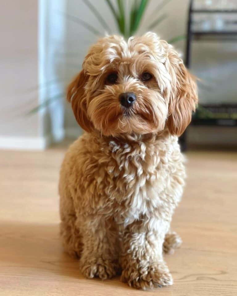 31 Best Havanese Haircuts With Pictures! (2026 Updated)