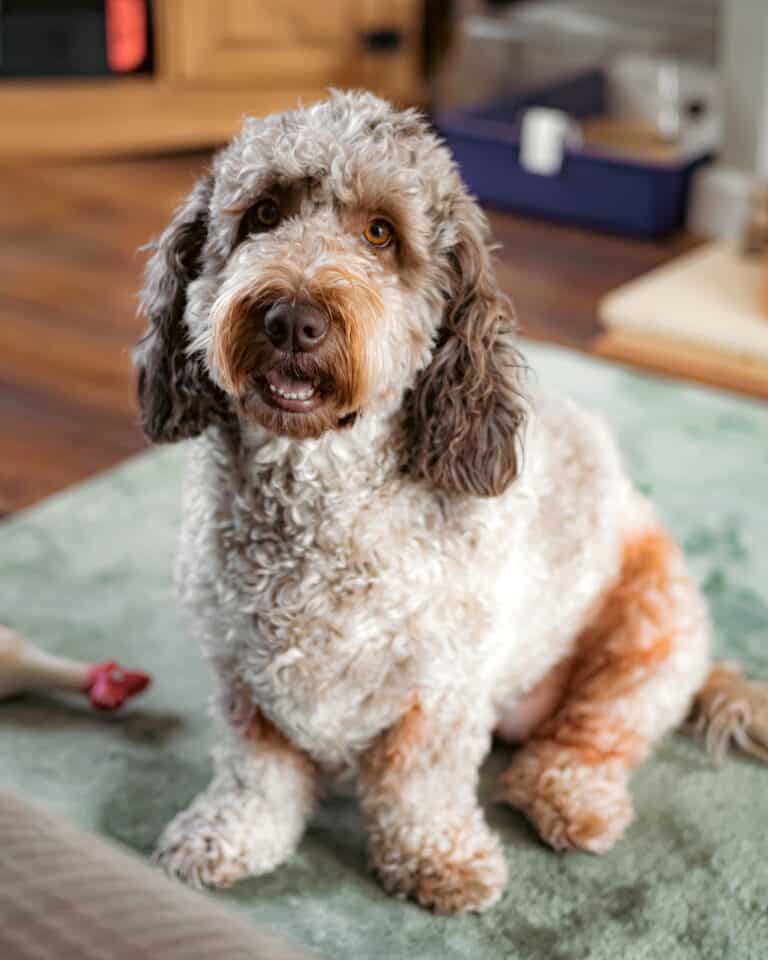 14 Best Cockapoo Haircuts With Pictures! (2025 Updated)