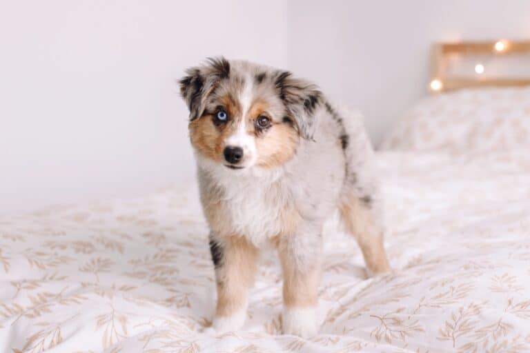10 Best Australian Shepherd Breeders (2025 Updated)