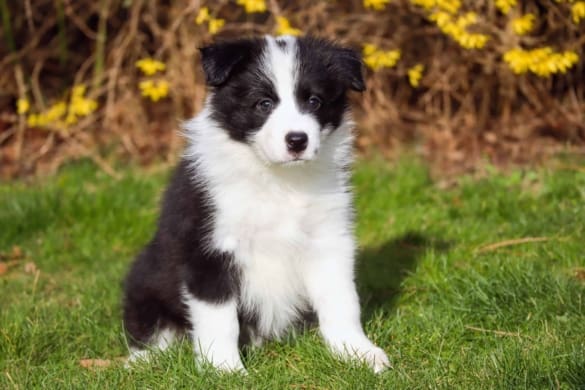 10 Best Border Collie Breeders (2026 Updated)