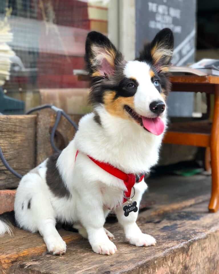 Sheltie Corgi Mix (Pembroke Sheltie): Info, Pictures & Facts
